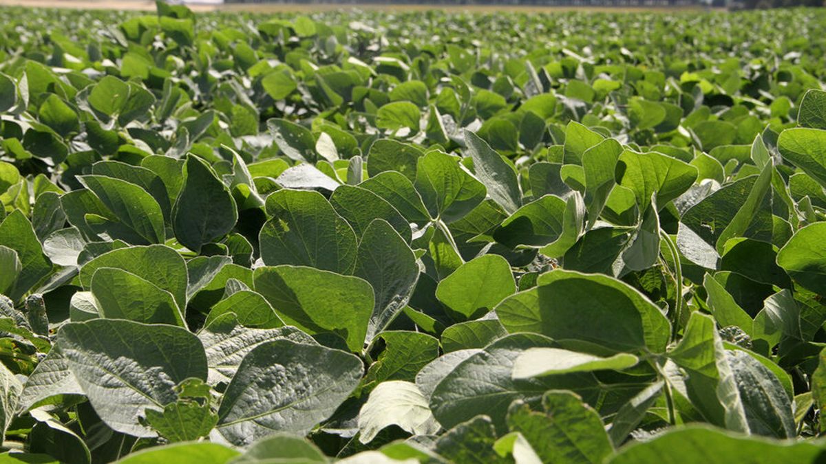 Con el clima como aliado, la tecnología y el manejo agronómico ...