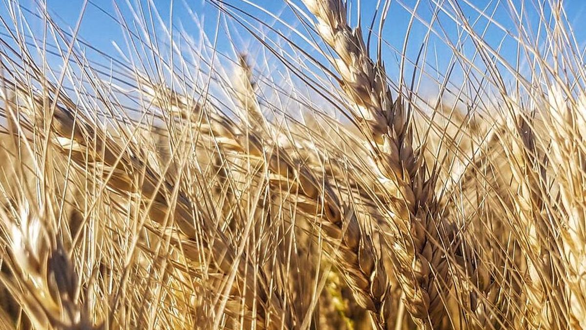 Exportaciones de trigo se ubican entre las más altas de la historia; la ...
