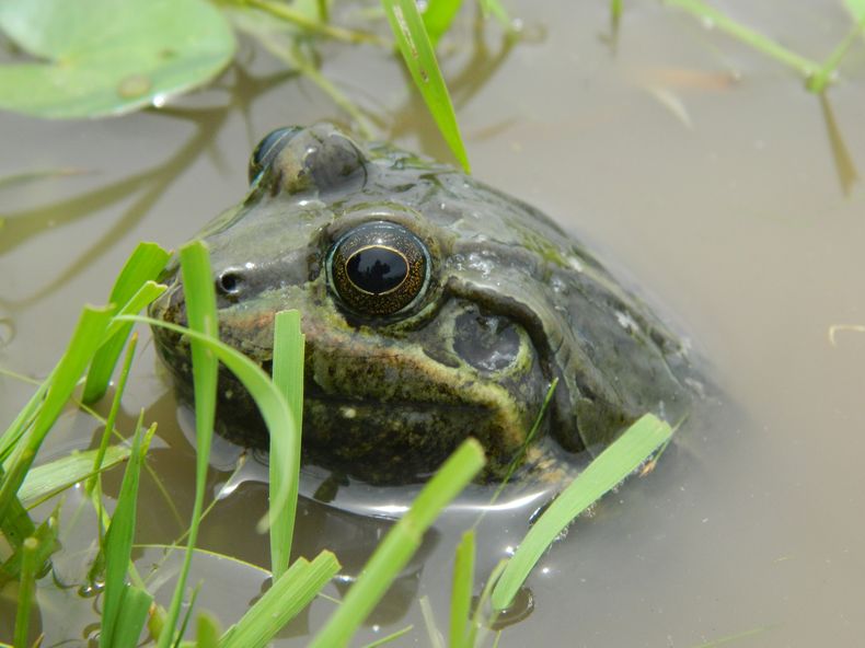 Ranas, sapos y arañas: ¿qué significa encontrar estos animales en la ...