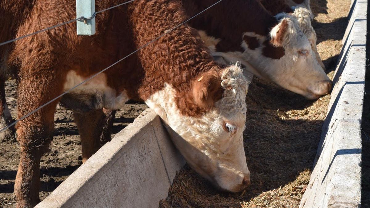 El engorde a corral y sus beneficios para el ambiente