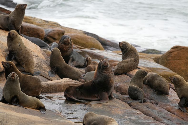 La Dirección de Recursos Acuáticos evalúa suspender la captura de lobos ...